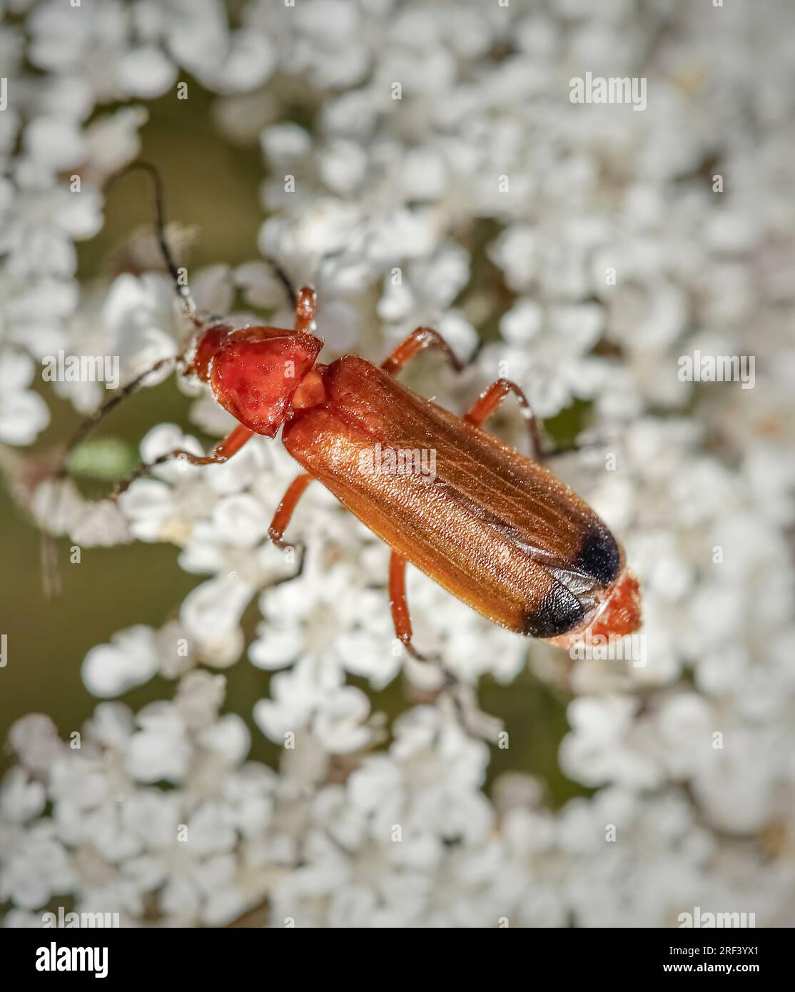 Portuguese beetles hi-res stock photography and images - Alamy