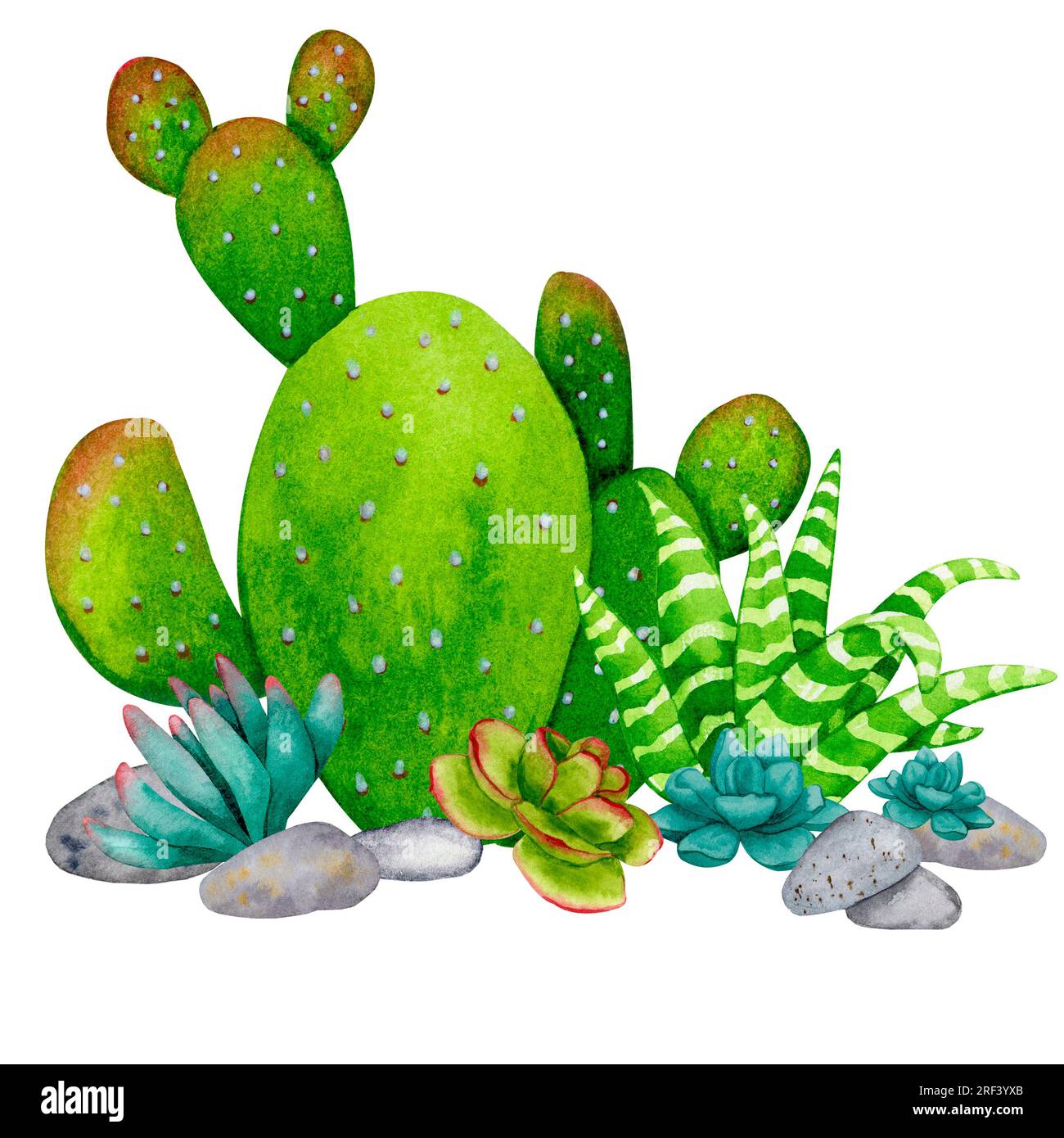 Watercolor composition of cacti and succulents. Colorful hand drawn ...