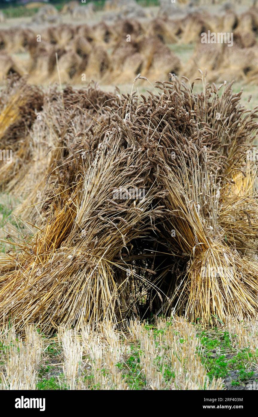Thatching uk harvest hi-res stock photography and images - Alamy