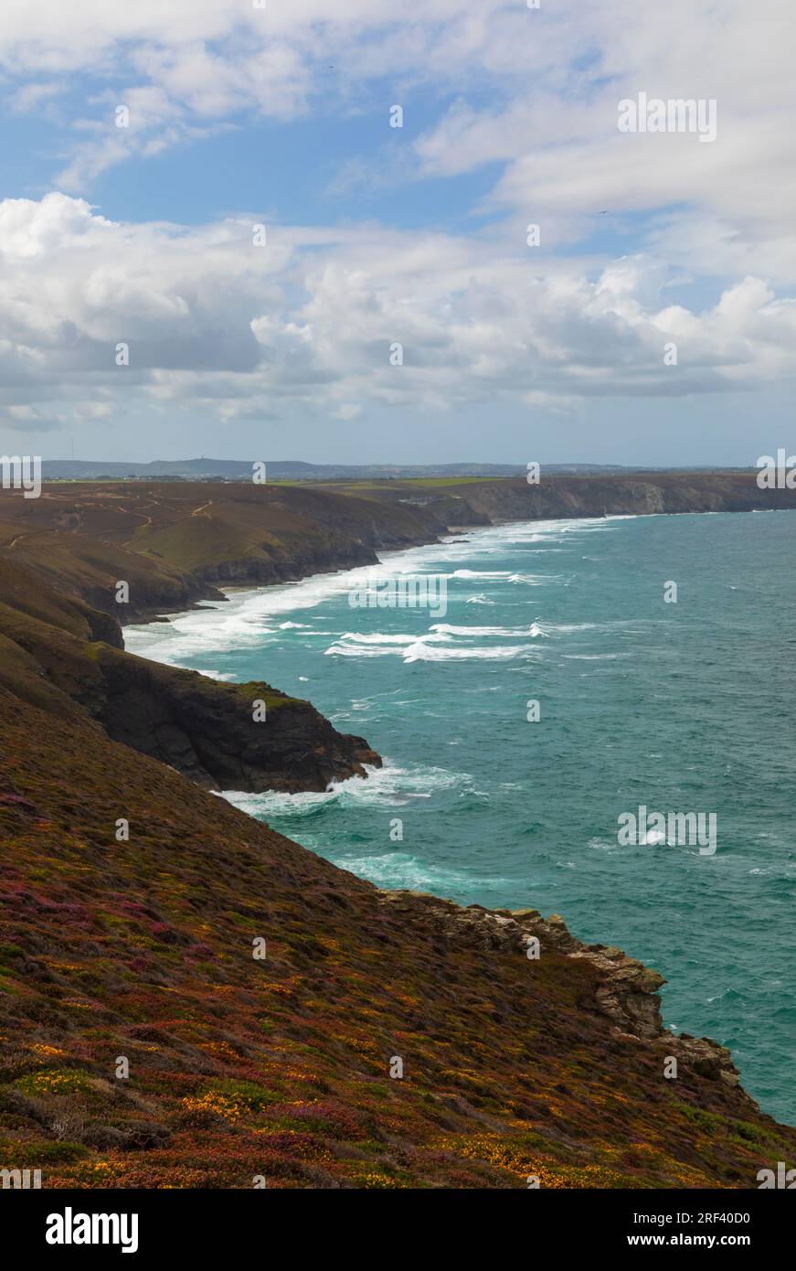 Clifftop heather at St Agnes Head Stock Photo - Alamy