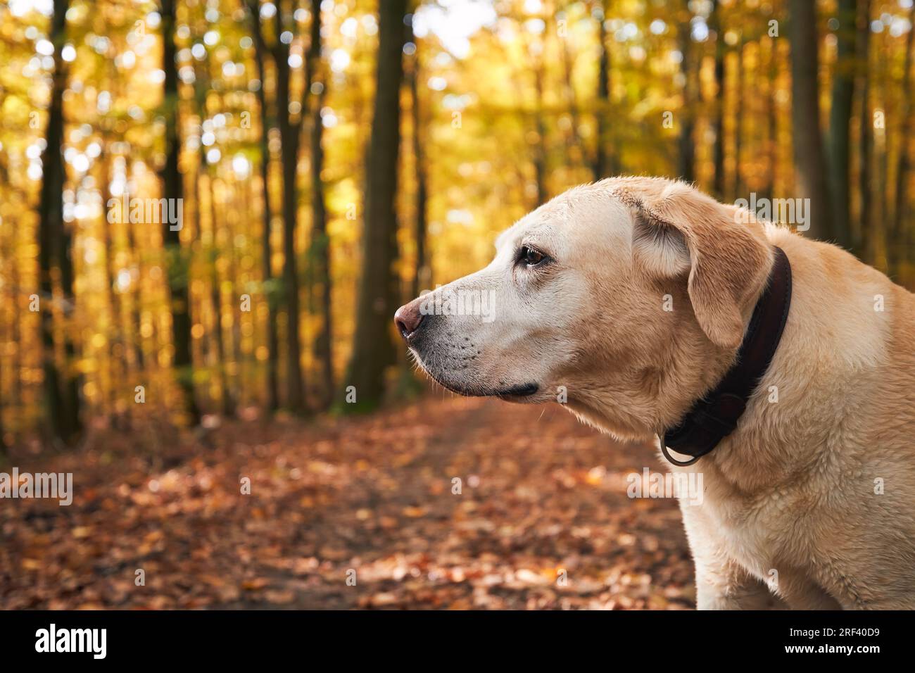 Dog during walk in autumn forest. Portrait of old yellow labrador ...