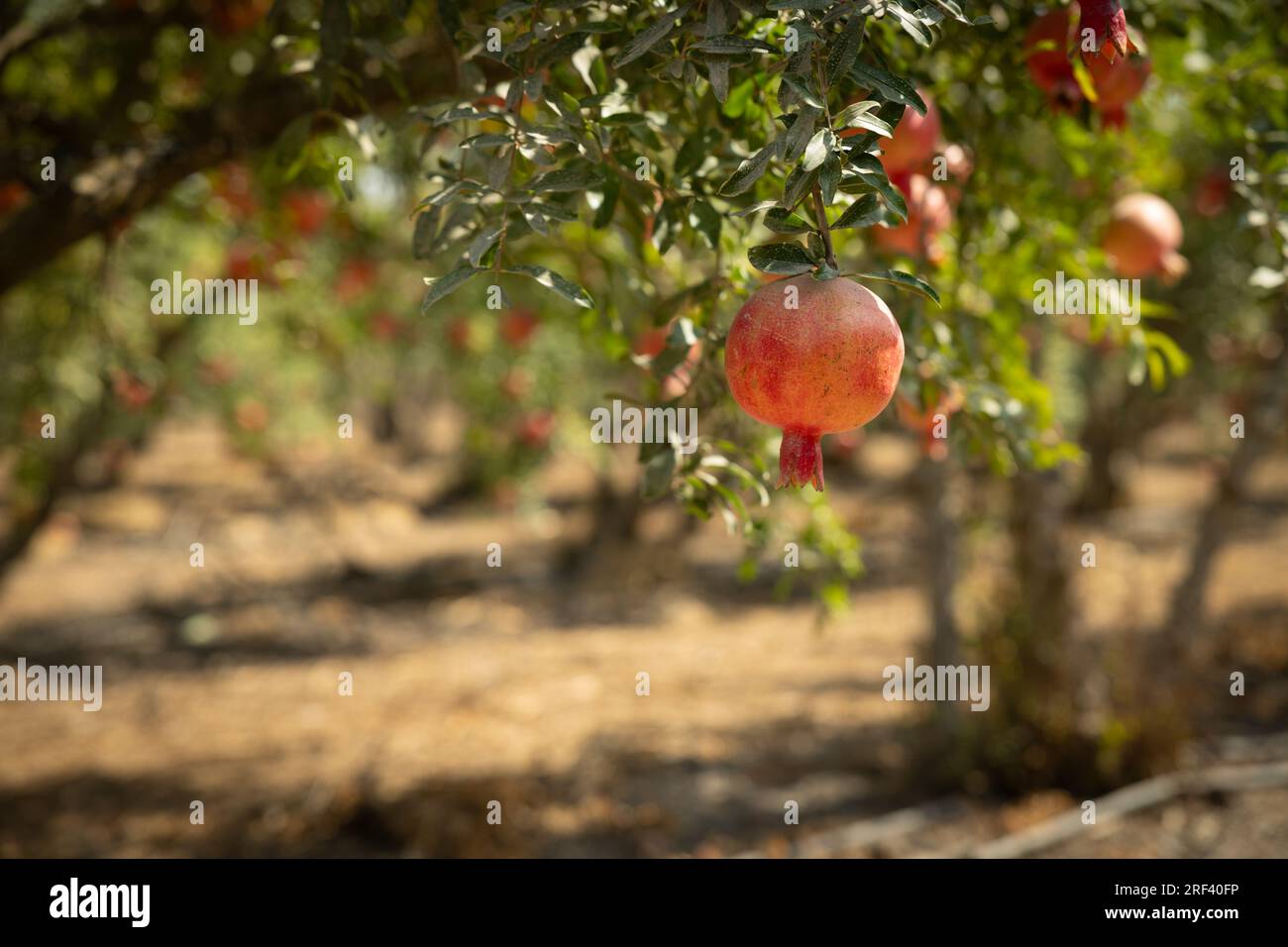 Pomegranate orchard hi-res stock photography and images - Alamy