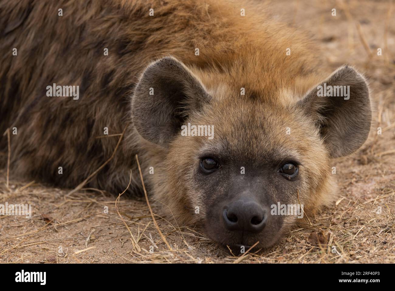A Spotted hyena resting in its natural habitat while being watchful in ...