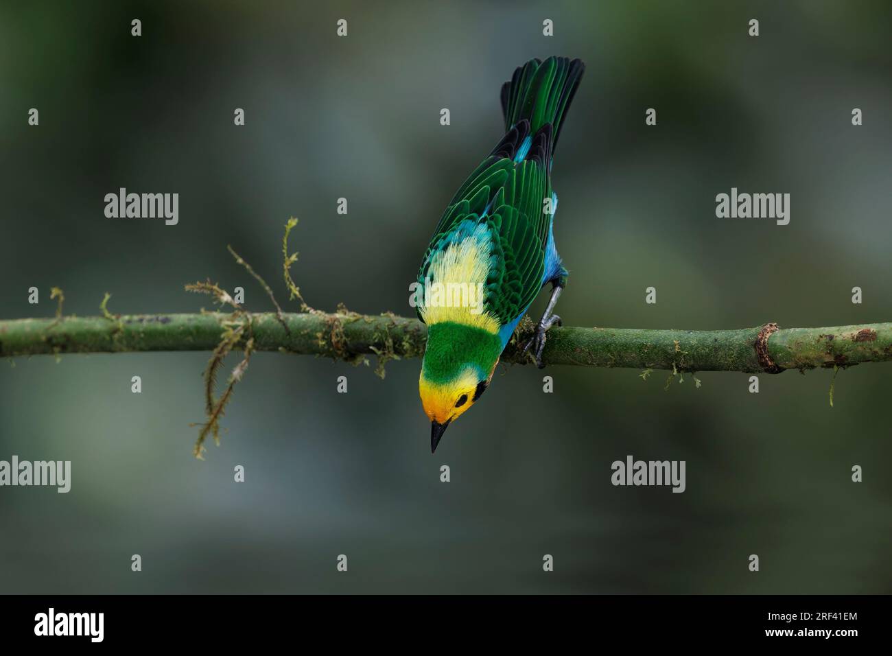 Multicolored Tanager, Bosque de las aves, La Florida, Valle del Cauca ...