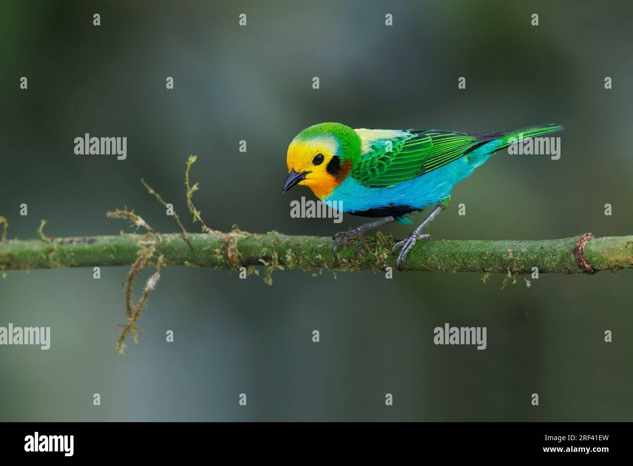 Multicolored Tanager, Bosque de las aves, La Florida, Valle del Cauca ...