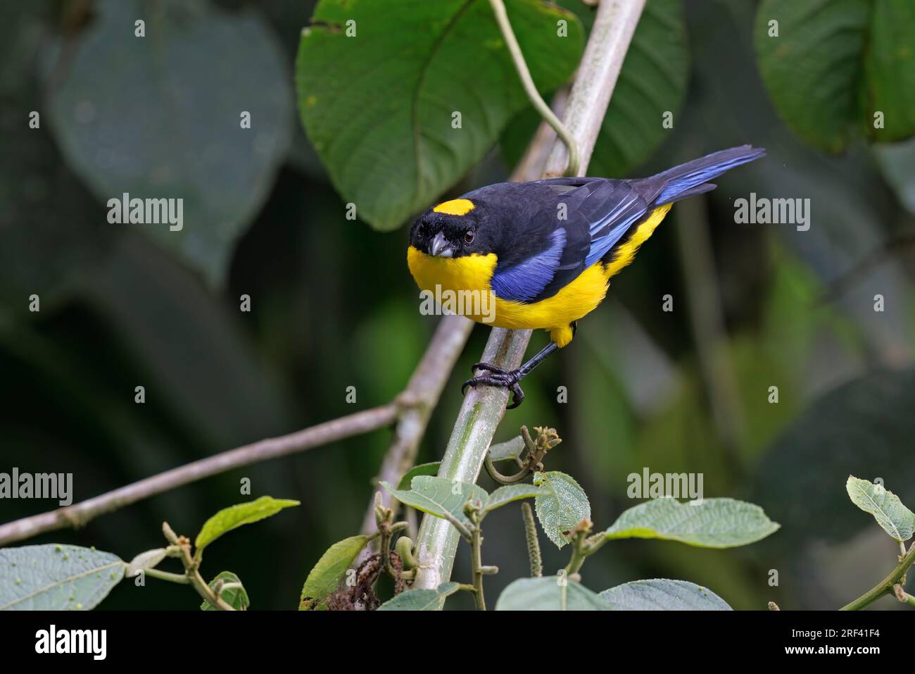 Blue-winged Mountain Tanager, Bosque de las aves, La Florida, Cauca ...