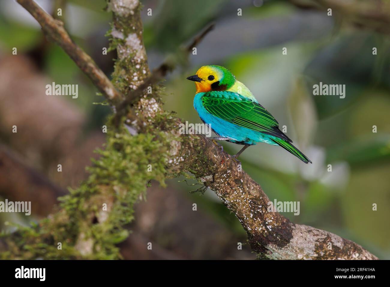 Multicolored Tanager, Bosque de las aves, La Florida, Valle del Cauca ...