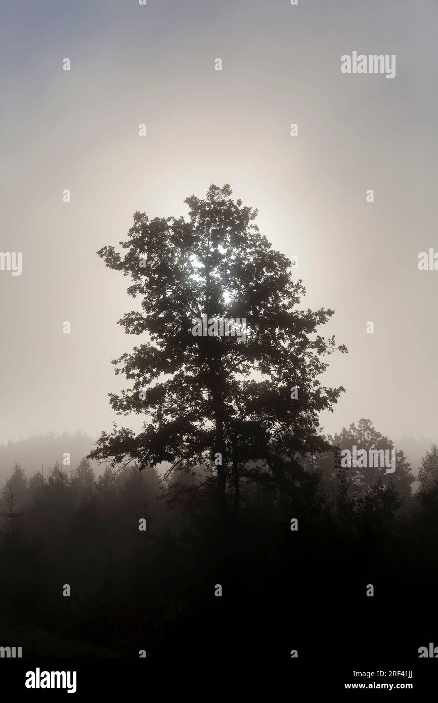 one lone tree growing in a desert area, the tree is tall and stands out ...
