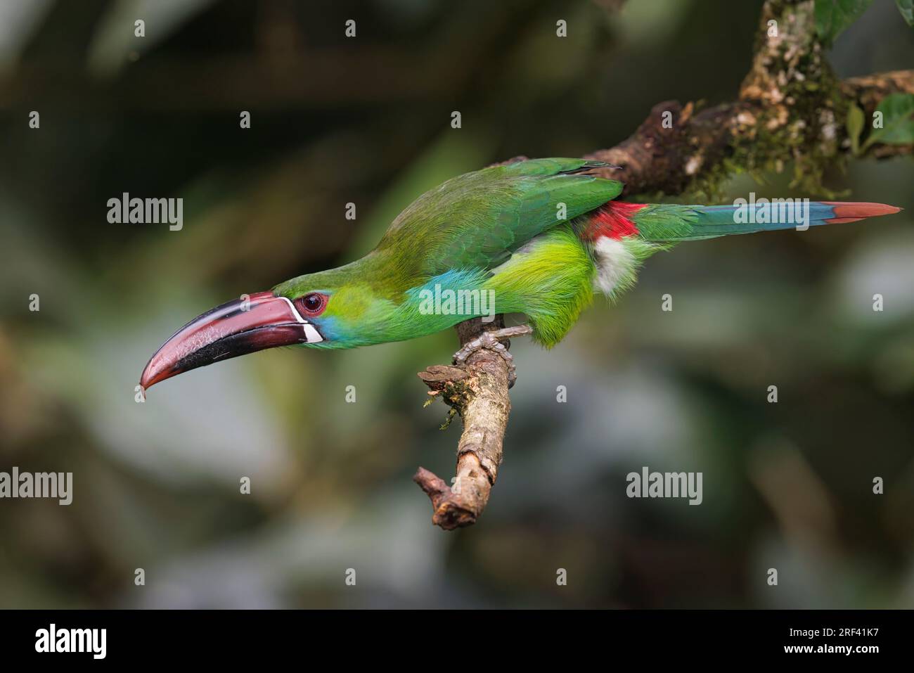 Crimson-rumped Toucanet, La Florida, Cauca valley, Colombia, November ...
