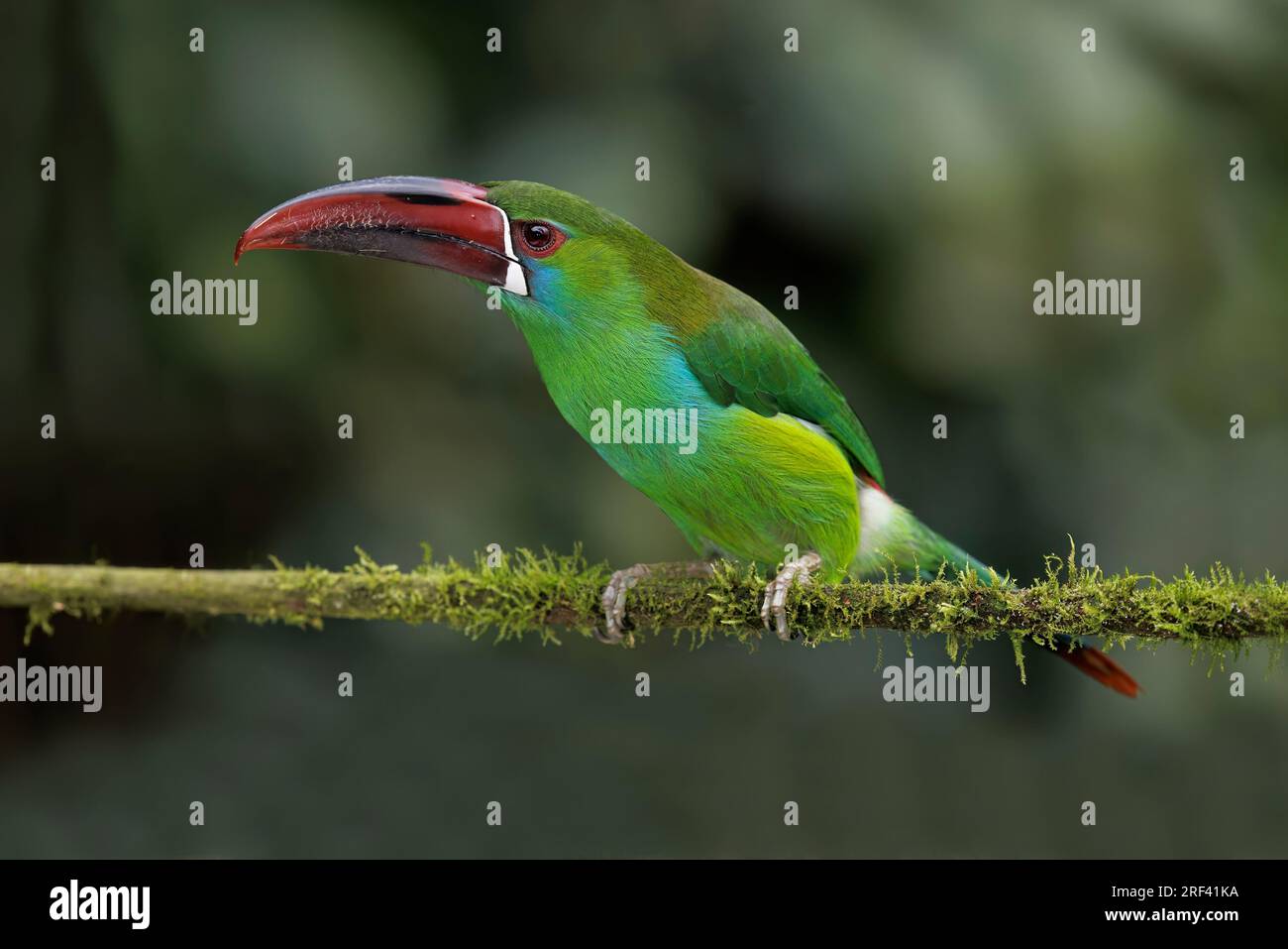 Crimson-rumped Toucanet, La Florida, Cauca valley, Colombia, November ...