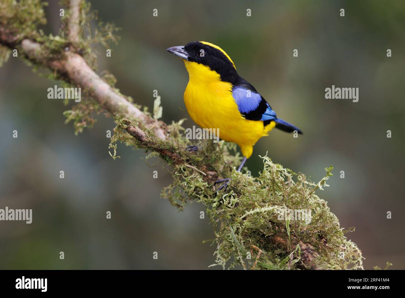 Blue-winged Mountain Tanager, Bosque de las aves, La Florida, Cauca ...