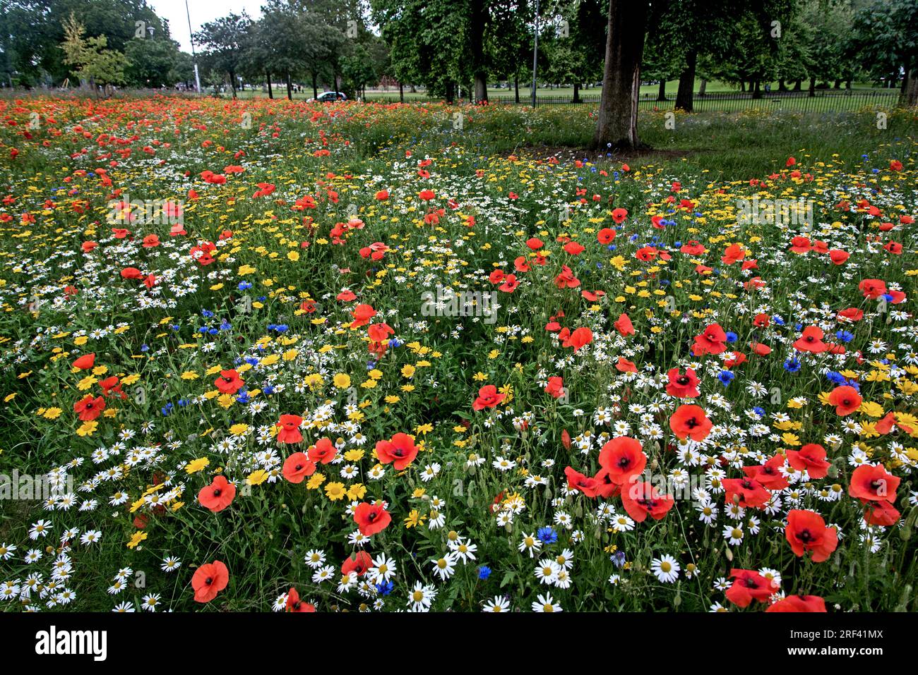 Wildflowers growing on Leith Links, Edinburgh, Scotland, UK Stock Photo ...
