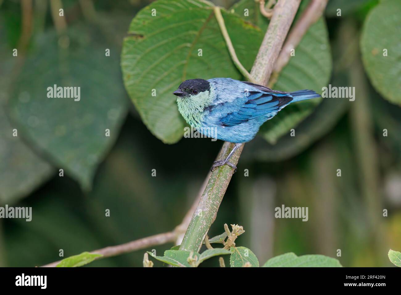 Black-capped Tanager, Bosque de las aves, Florida, Valle del Cauca ...