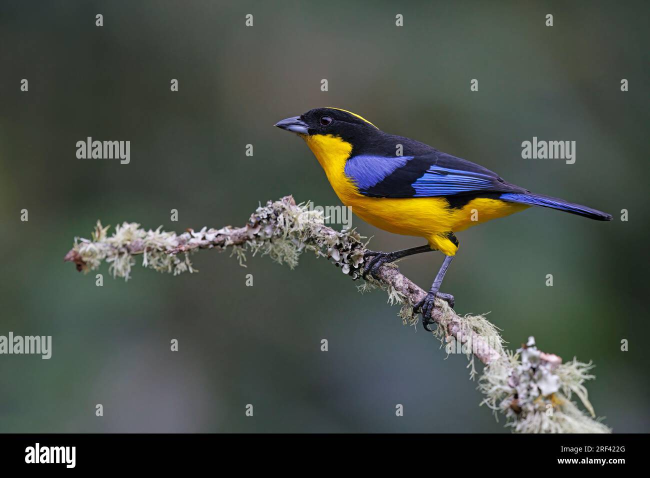 Blue-winged Mountain Tanager, Bosque de las aves, La Florida, Cauca ...