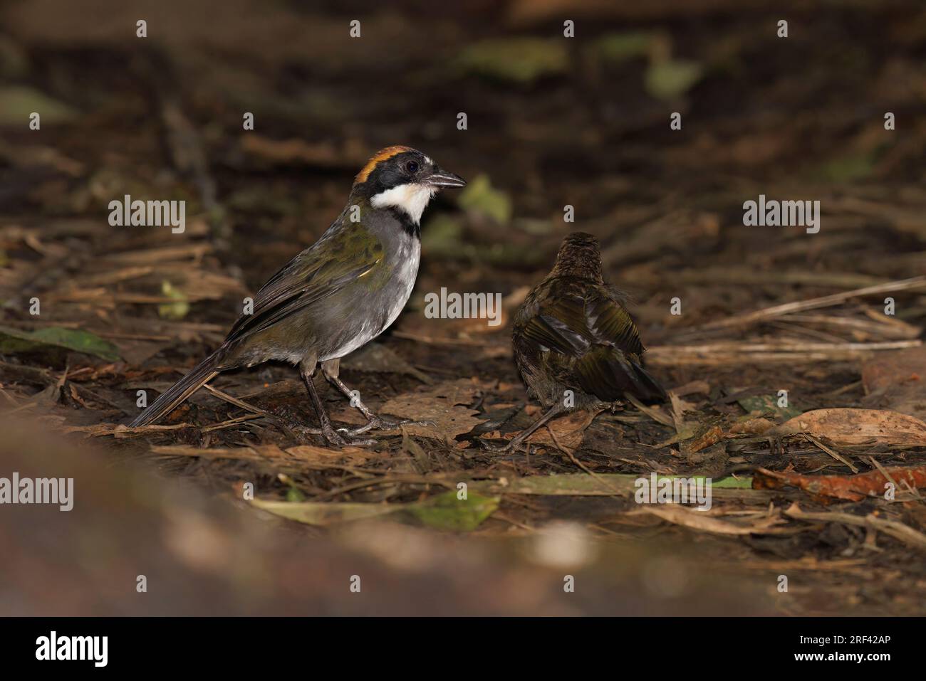Chestnut-capped Brushfinch, Bosque de las aves La Florida, Colombia ...