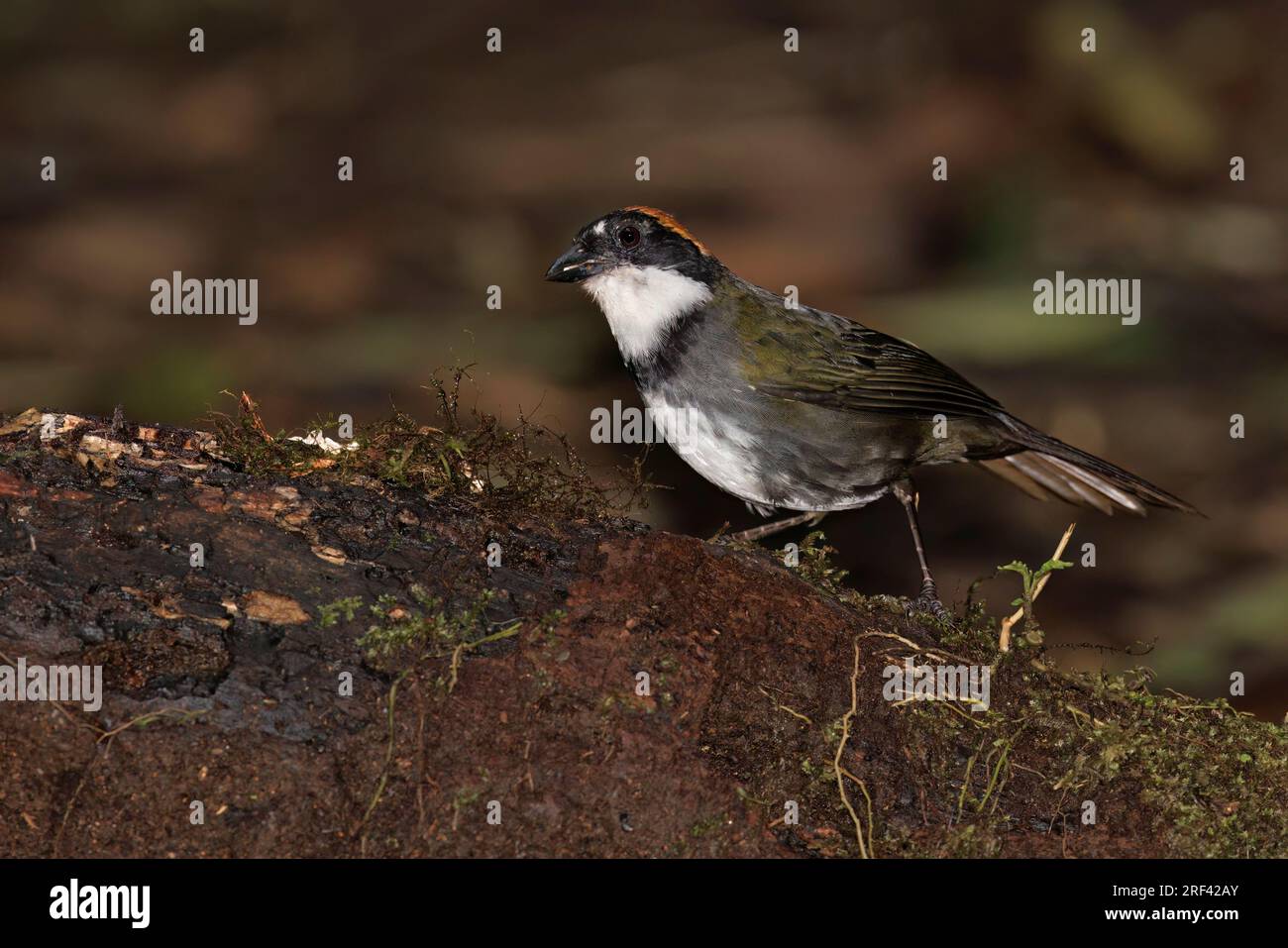 Chestnut-capped Brushfinch, Bosque de las aves La Florida, Colombia ...