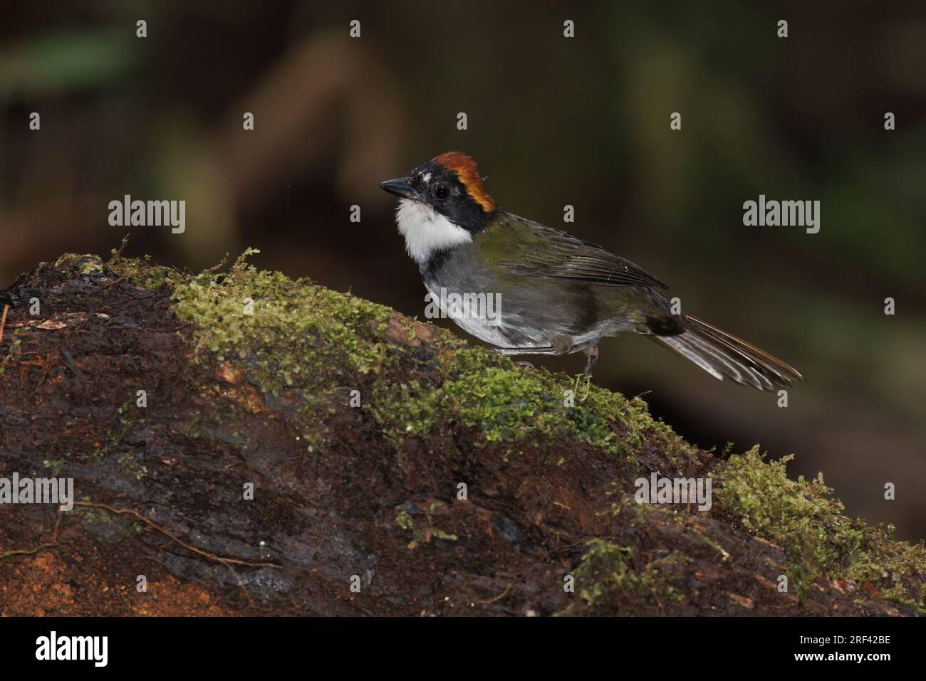 Chestnut-capped Brushfinch, Bosque de las aves La Florida, Colombia ...