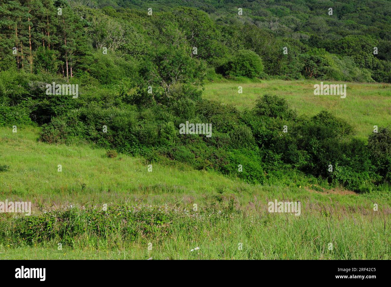 Powerstock Common, Dorset Wildlife Trust nature reserve. UK Stock Photo ...