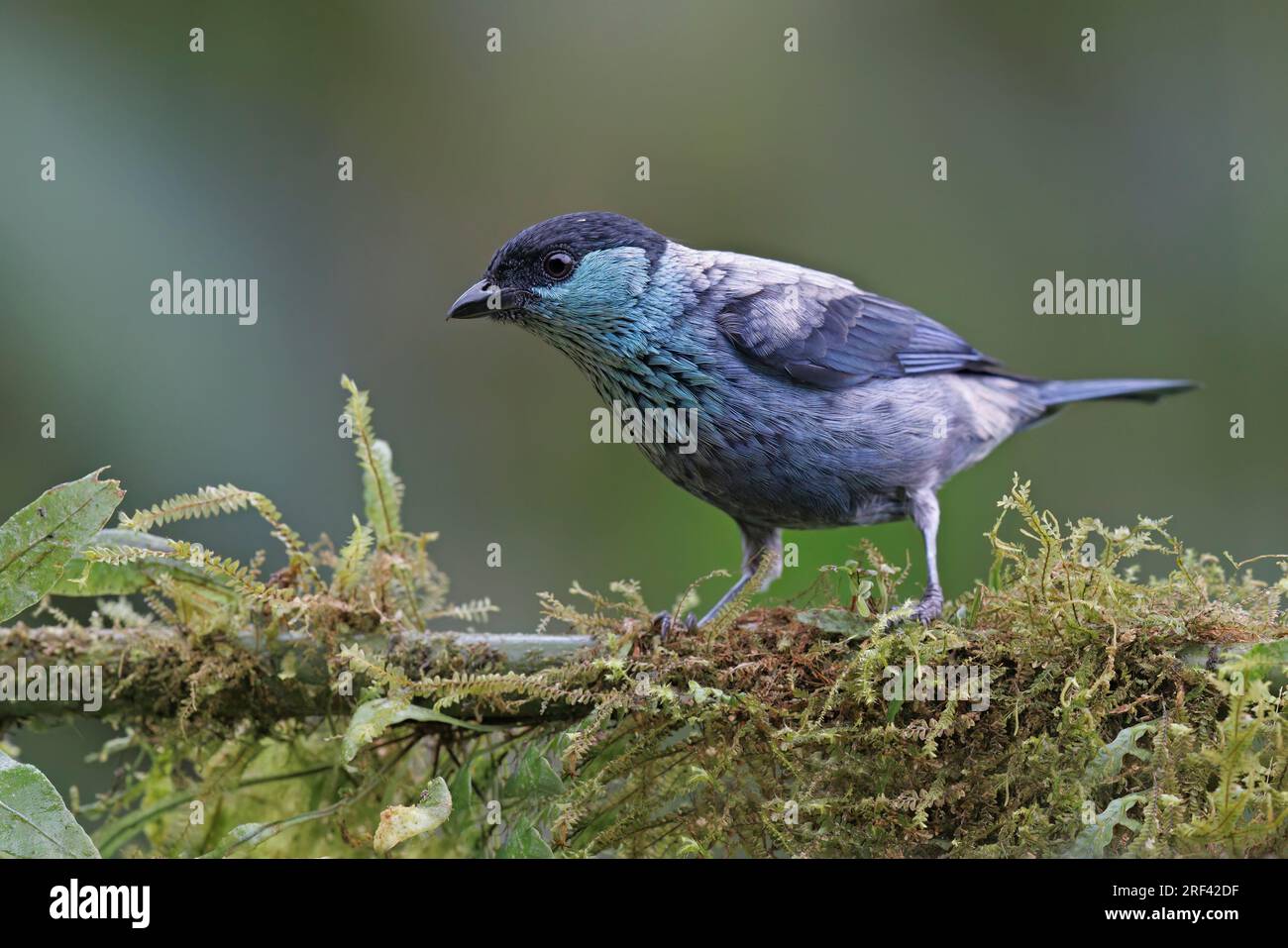 Black-capped Tanager, Bosque de las aves, Florida, Valle del Cauca ...