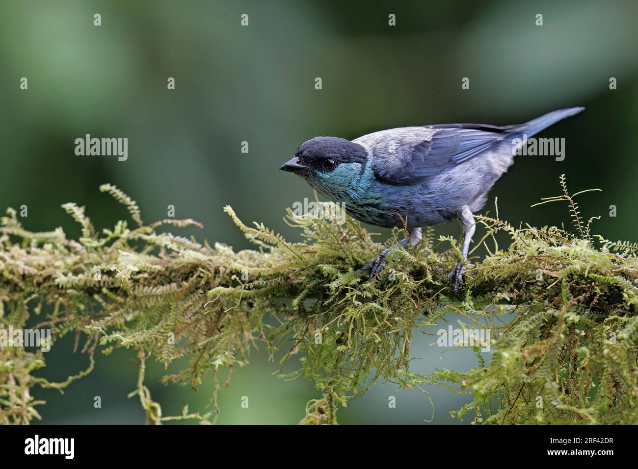 Black-capped Tanager, Bosque de las aves, Florida, Valle del Cauca ...