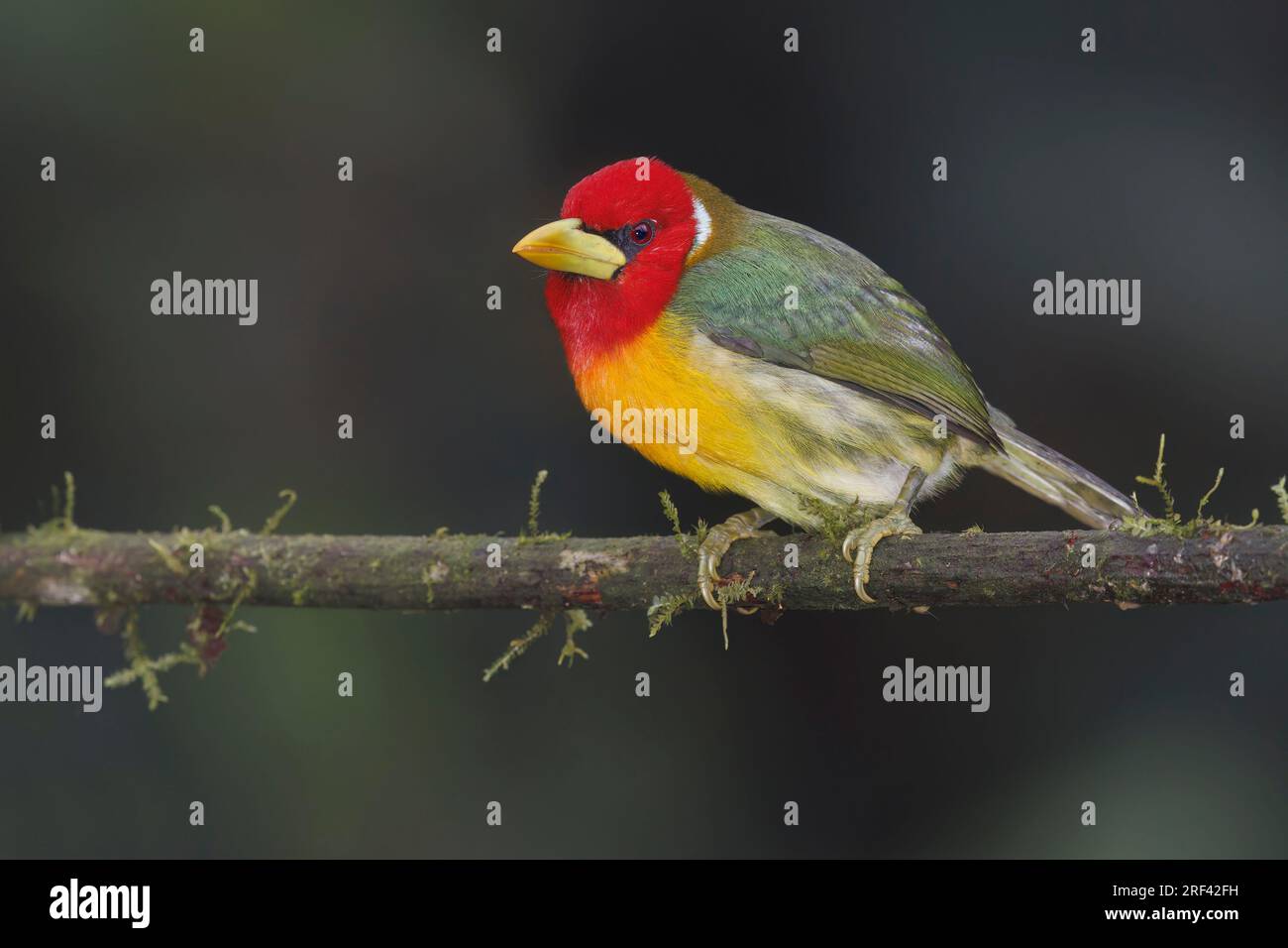 Red-headed Barbet, Bosque de las aves, La Florida, Cauca valley ...