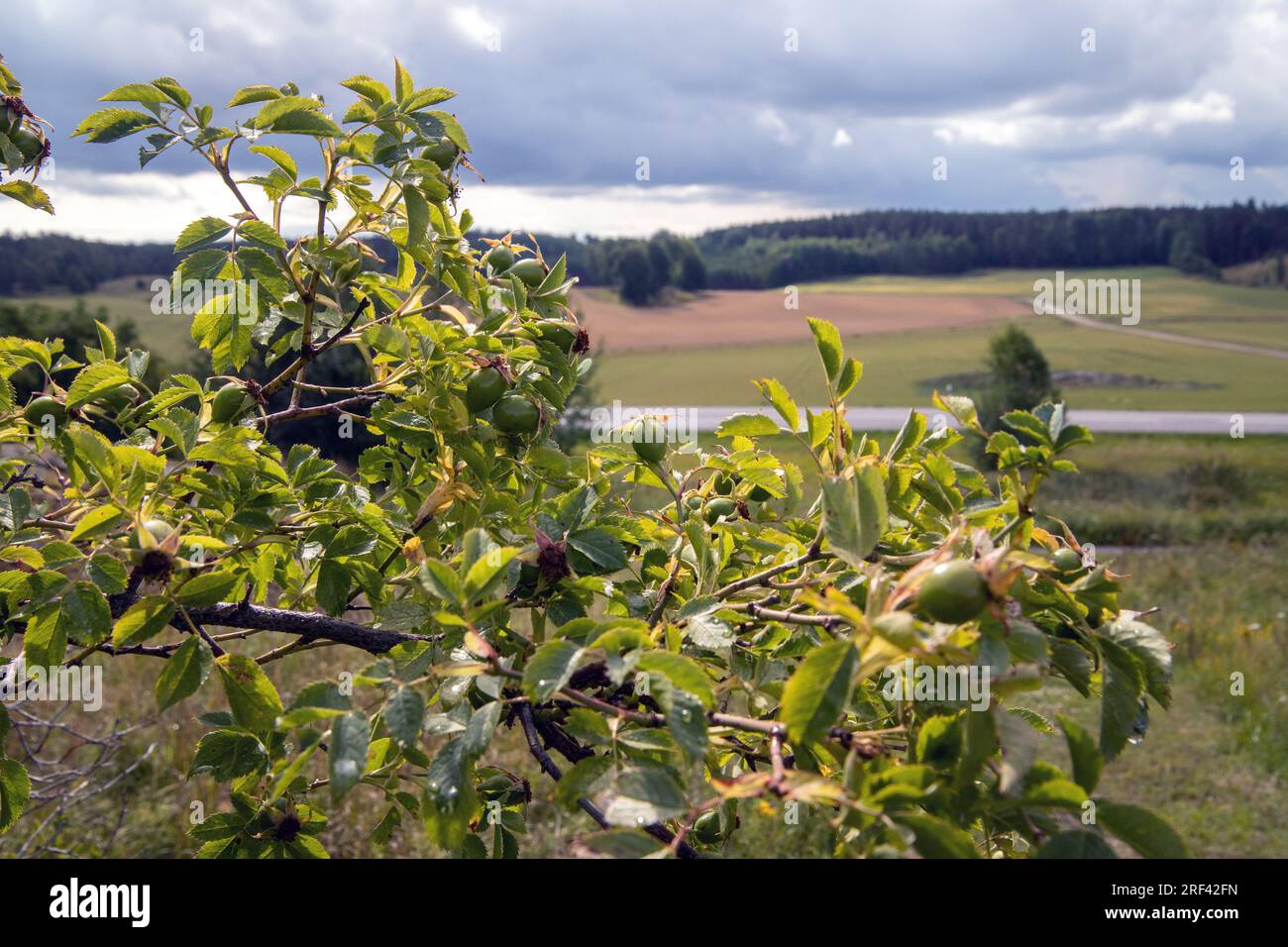 Unripe rose hips plant growing outdoors Stock Photo - Alamy