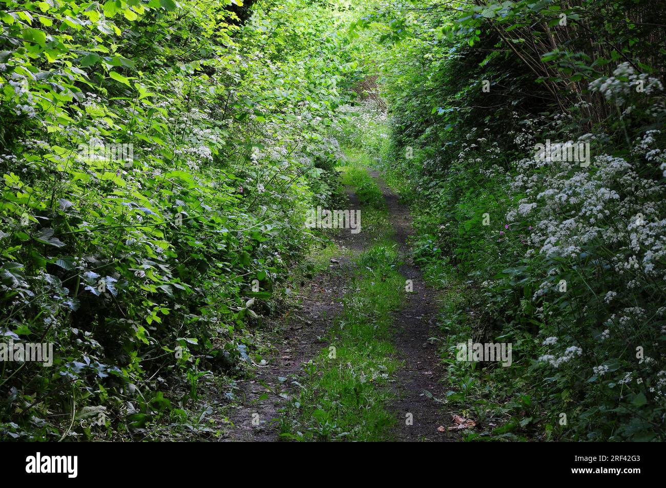 Mary Well Lane, Kingcombe Meadows National Nature Reserve, Dorset, UK ...
