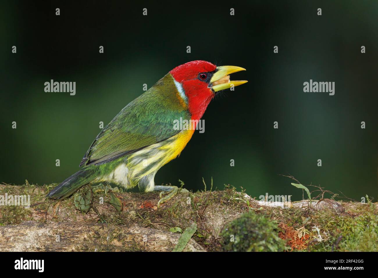 Red-headed Barbet, Bosque de las aves, La Florida, Cauca valley ...