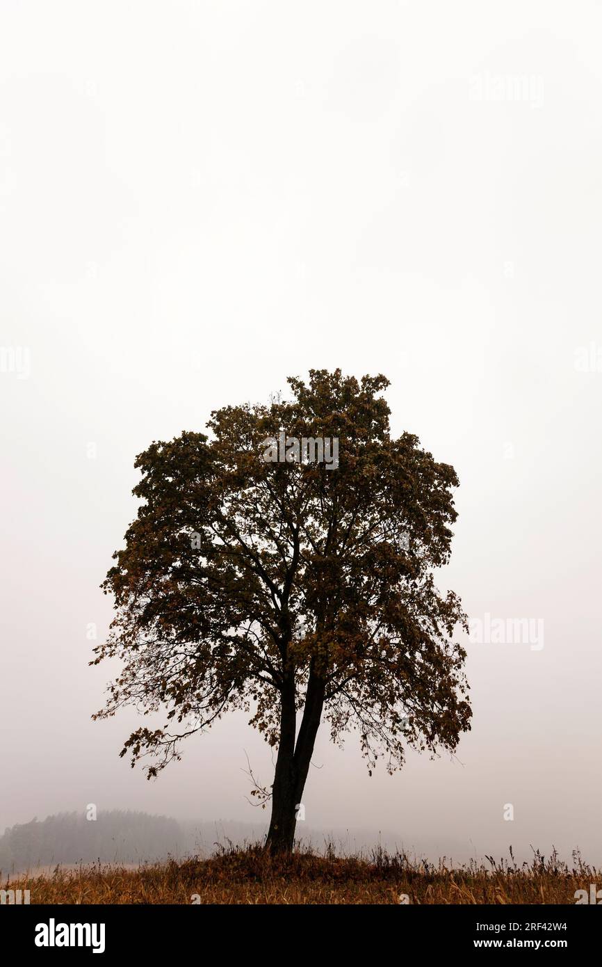 one lone tree growing in a desert area, the tree is tall and stands out ...