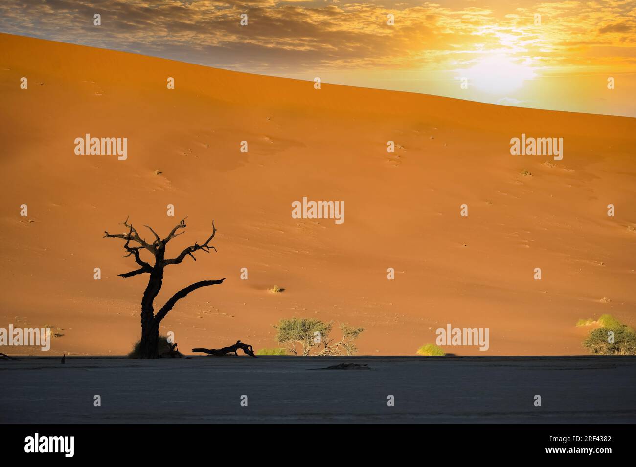 Namibia, the Namib desert, dead acacia in the Dead Valley, the red ...