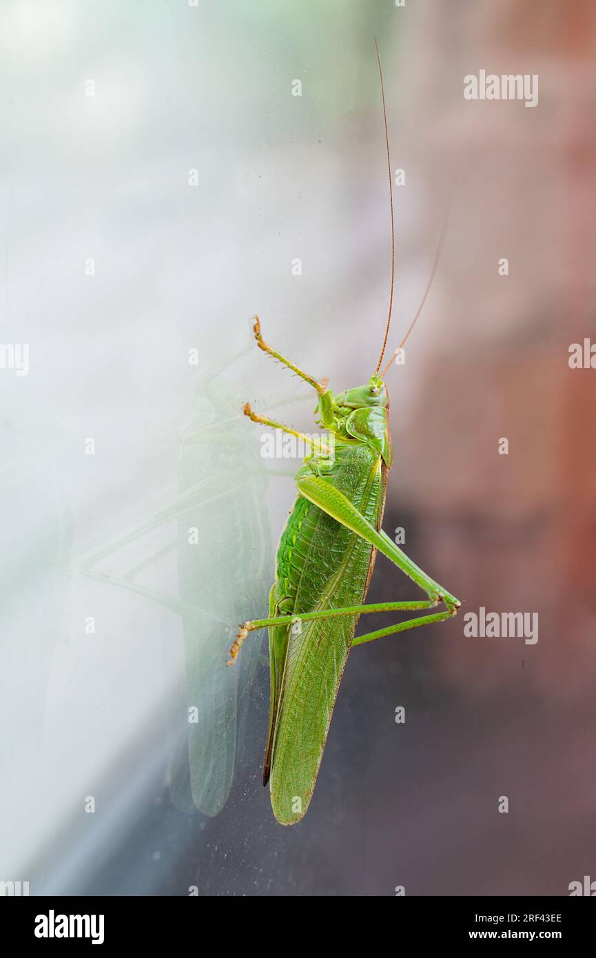 Green grasshopper, cricket insect crawling a window, bush-cricket ...