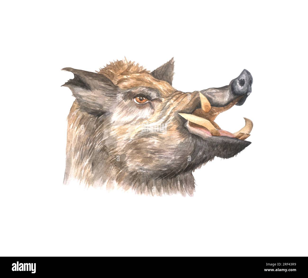 Zoo animal pattern shirt hi-res stock photography and images - Alamy