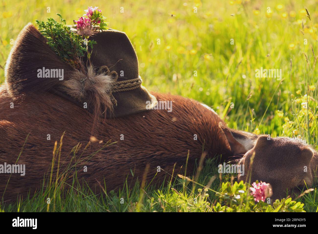 Olive felt texture hi-res stock photography and images - Alamy