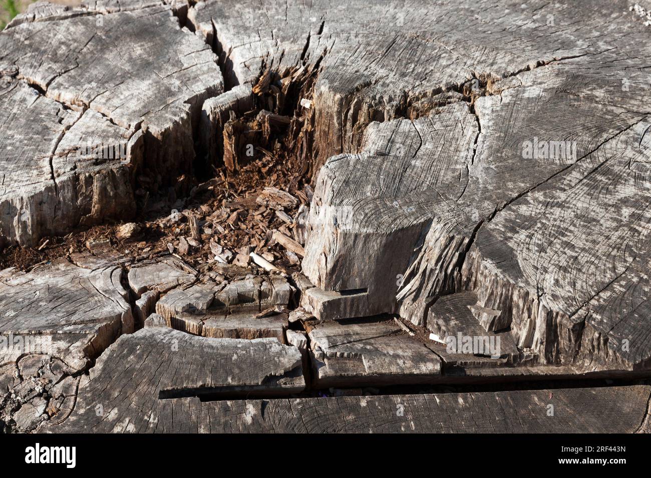 trunk of a felled tree, the structure of an old tree felled to produce ...