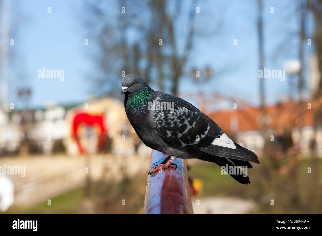 one pigeon is sitting on the railing and exploring the territory in the ...