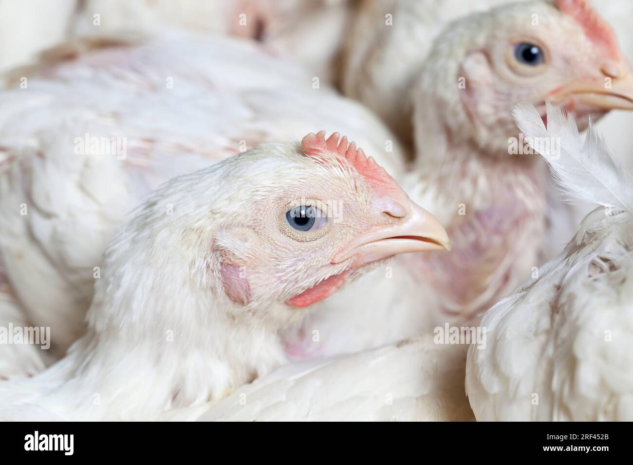 white broiler chicken chicks are raised to generate financial income ...