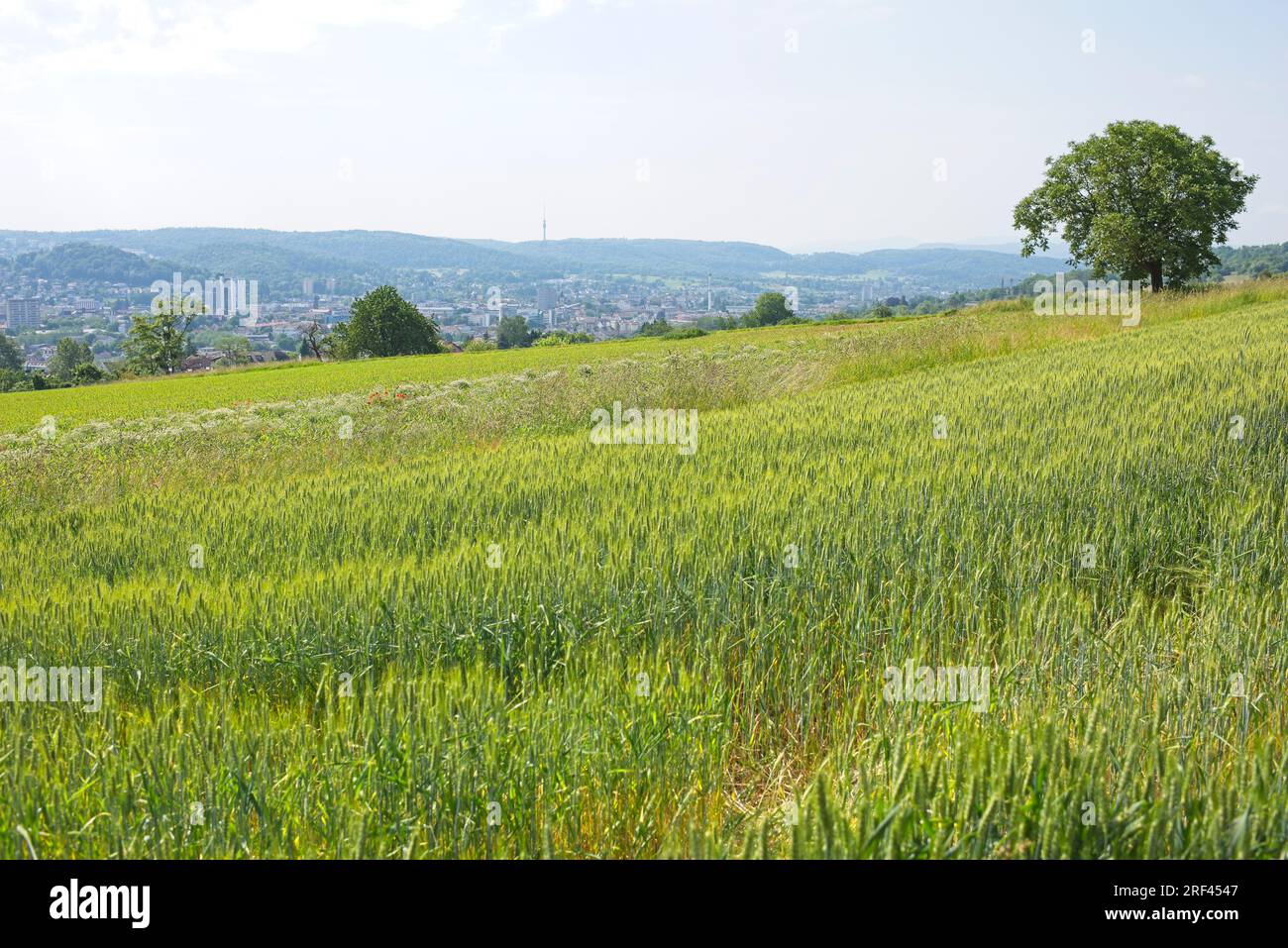 landscape near loerrach in southern germany Stock Photo - Alamy