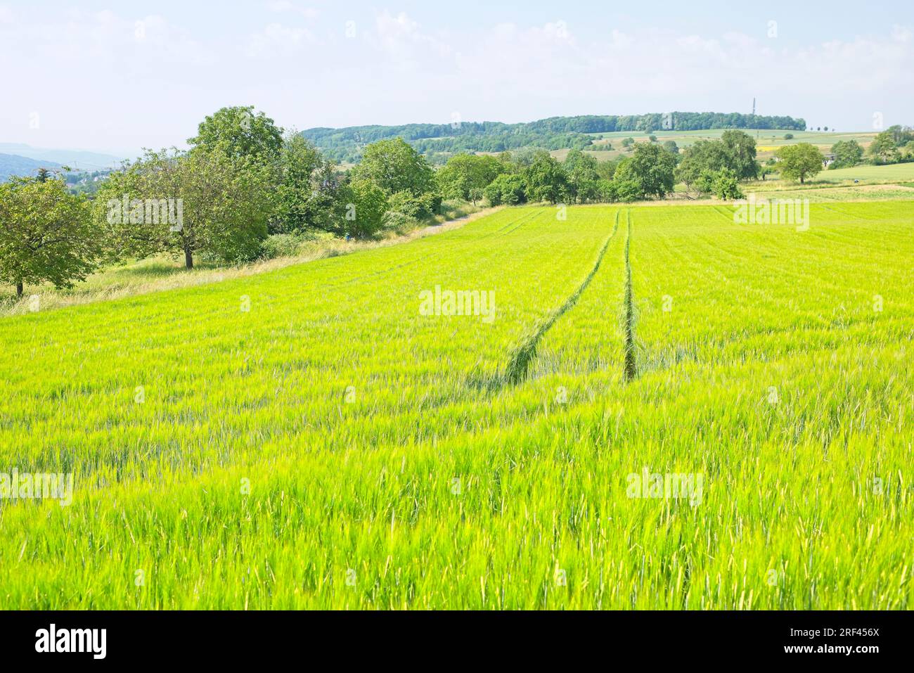 green nature landscapes in southern germany in summer time Stock Photo ...