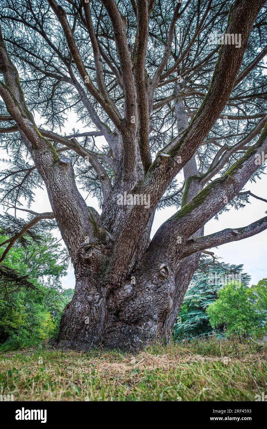 Big old Scots pine tree Pinus sylvestris with large tree trunk on a ...