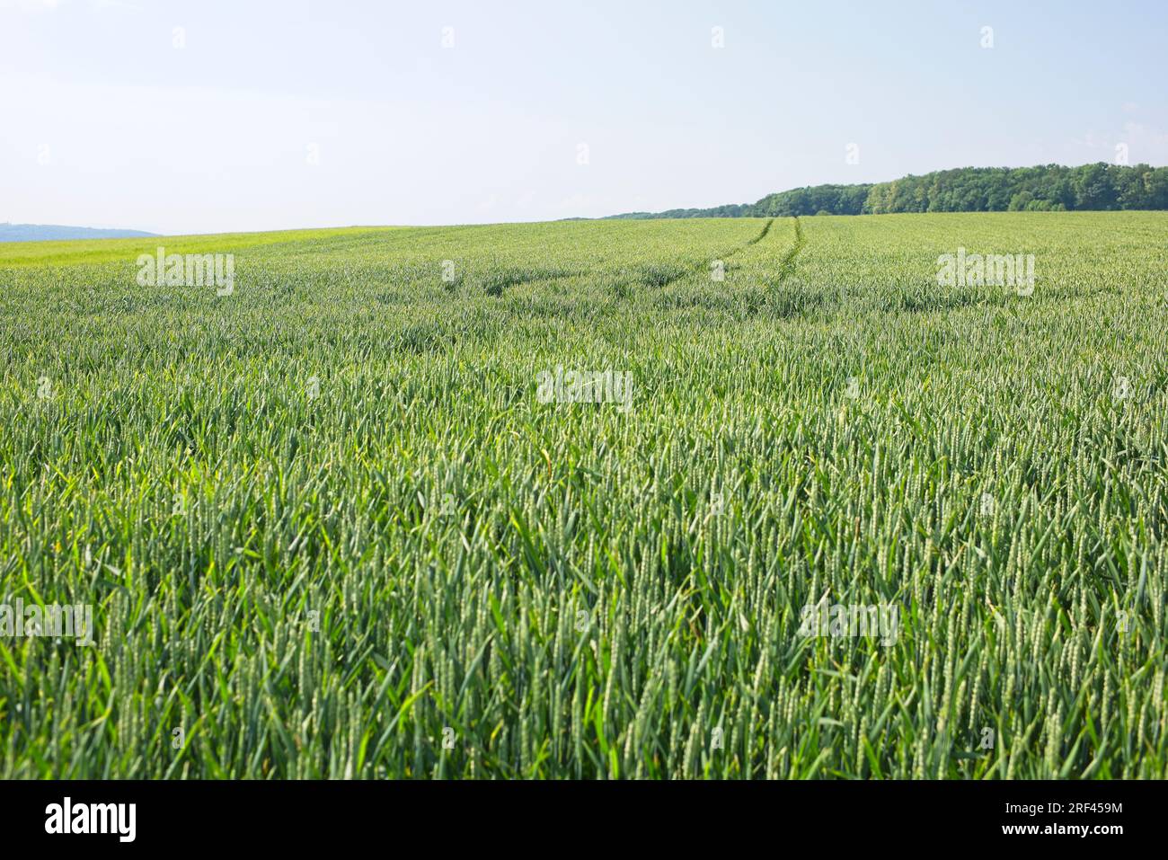 green nature landscapes in southern germany in summer time Stock Photo ...