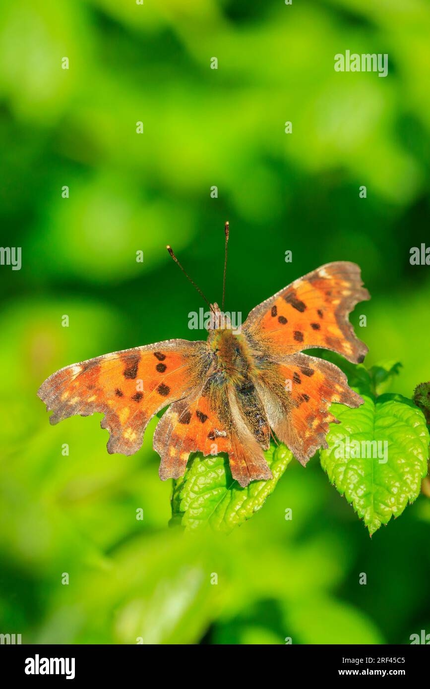Comma butterfly Polygonia c-album resting on vegetation in grassland ...