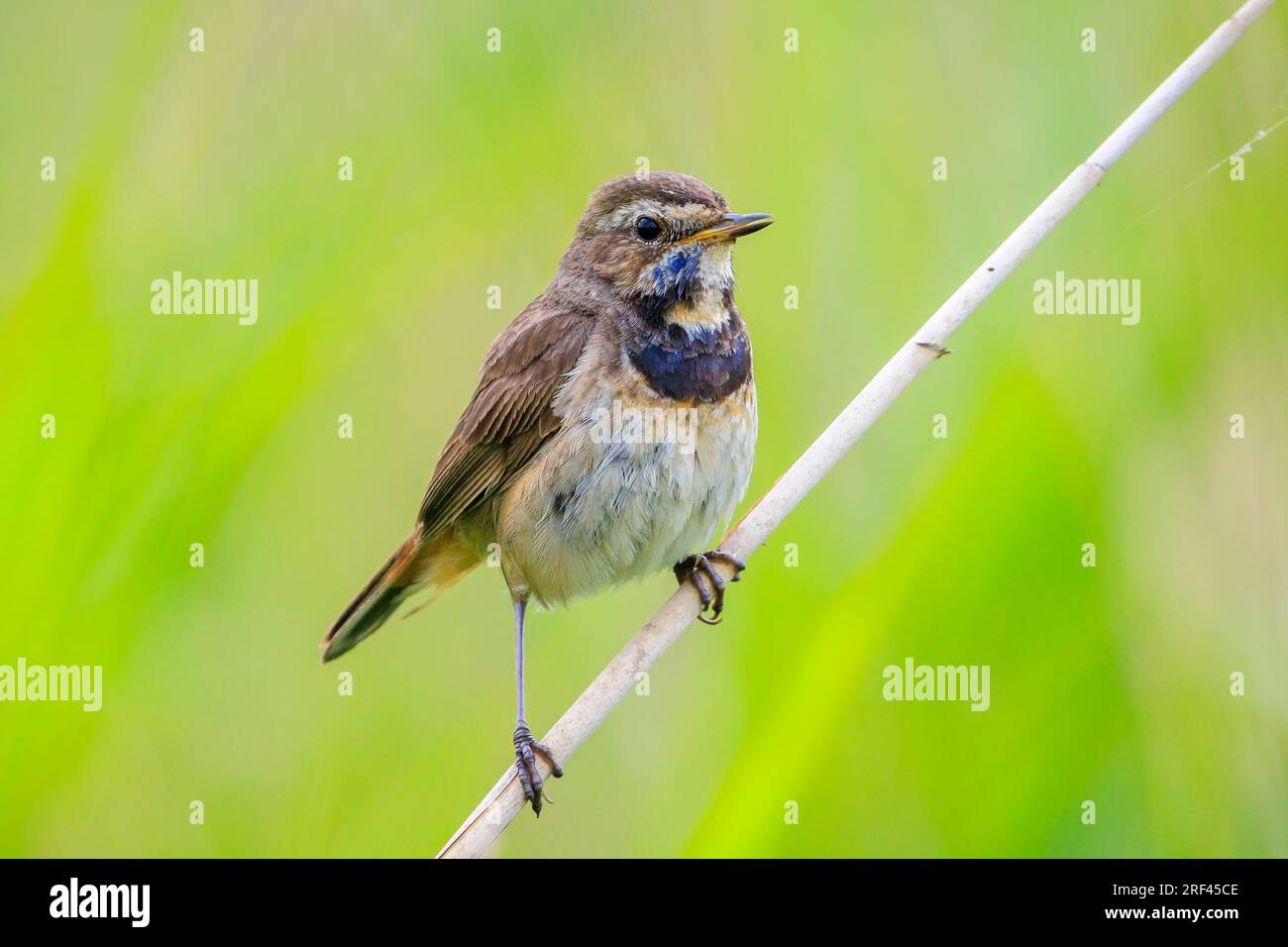 A blue-throat bird Luscinia svecica cyanecula singing during breeding ...