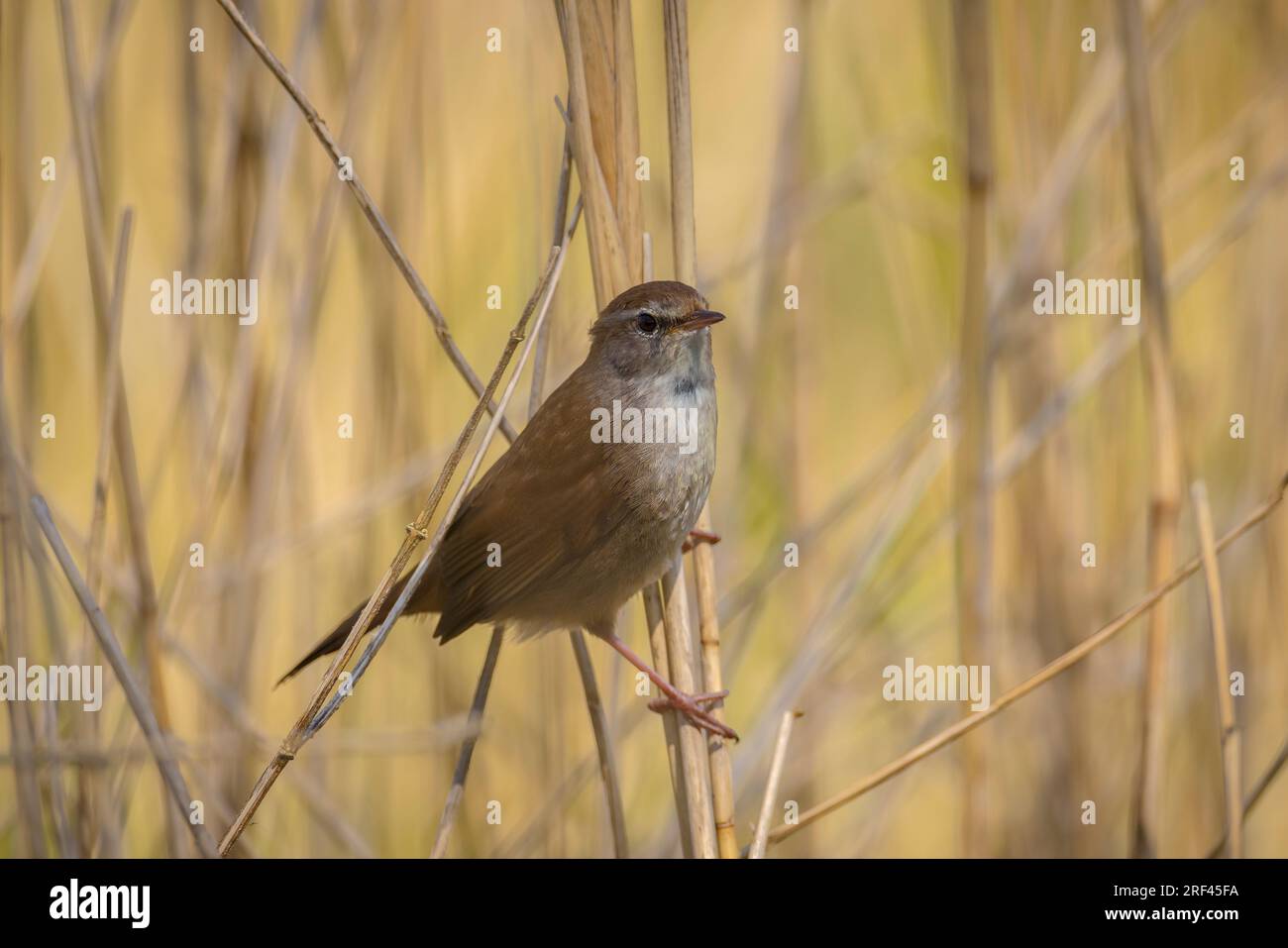 Cettis zanger hi-res stock photography and images - Alamy