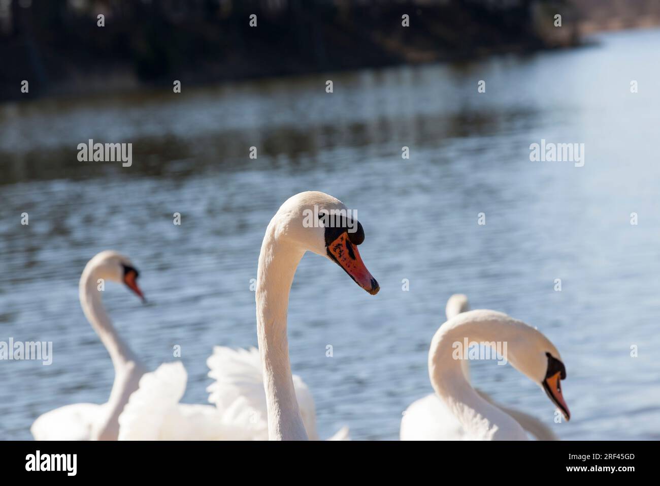 white swans living on the lake near the city, beautiful large waterfowl ...