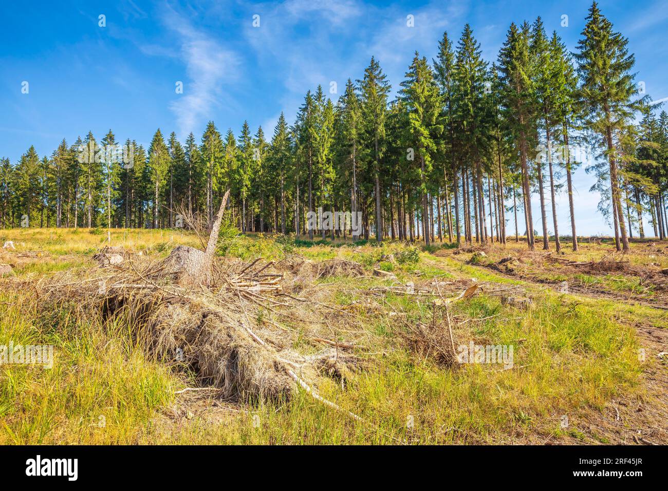 Landscape Der Harz national park, Germany. Green forest, stacked logs ...
