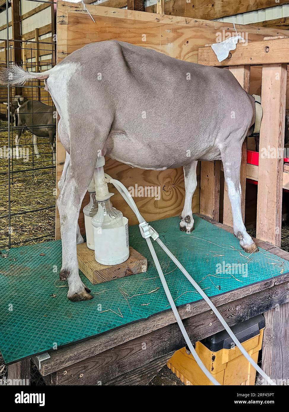 Goat getting milked by automated machine in a barn stall Stock Photo ...