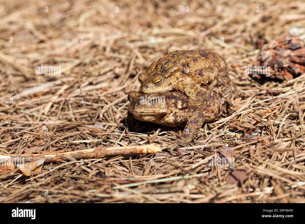 Floor two toads hi-res stock photography and images - Alamy