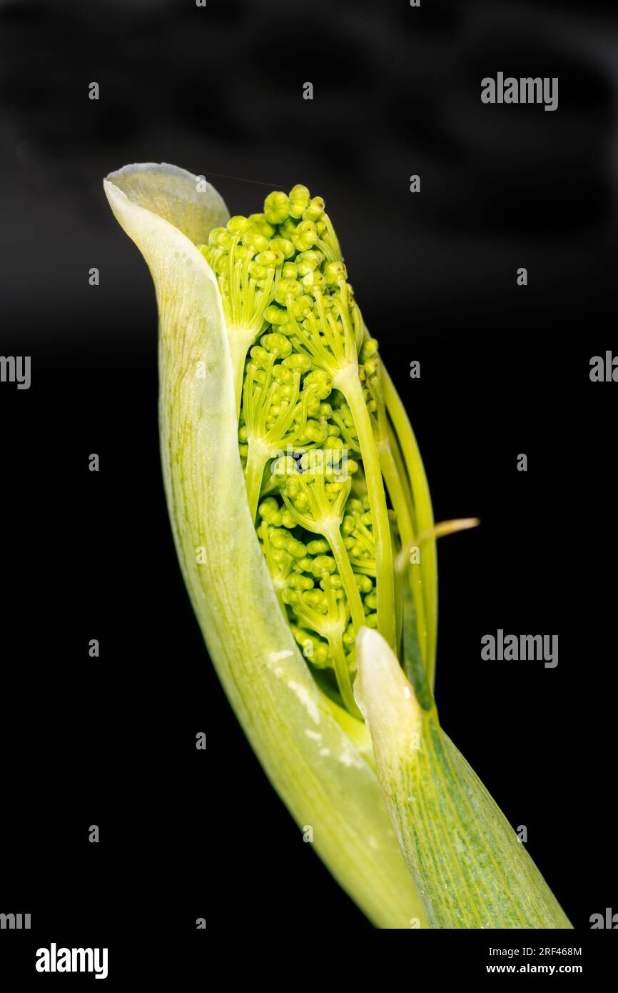 Emerging fennel, Foeniculum vulgare, umbel flower Stock Photo - Alamy