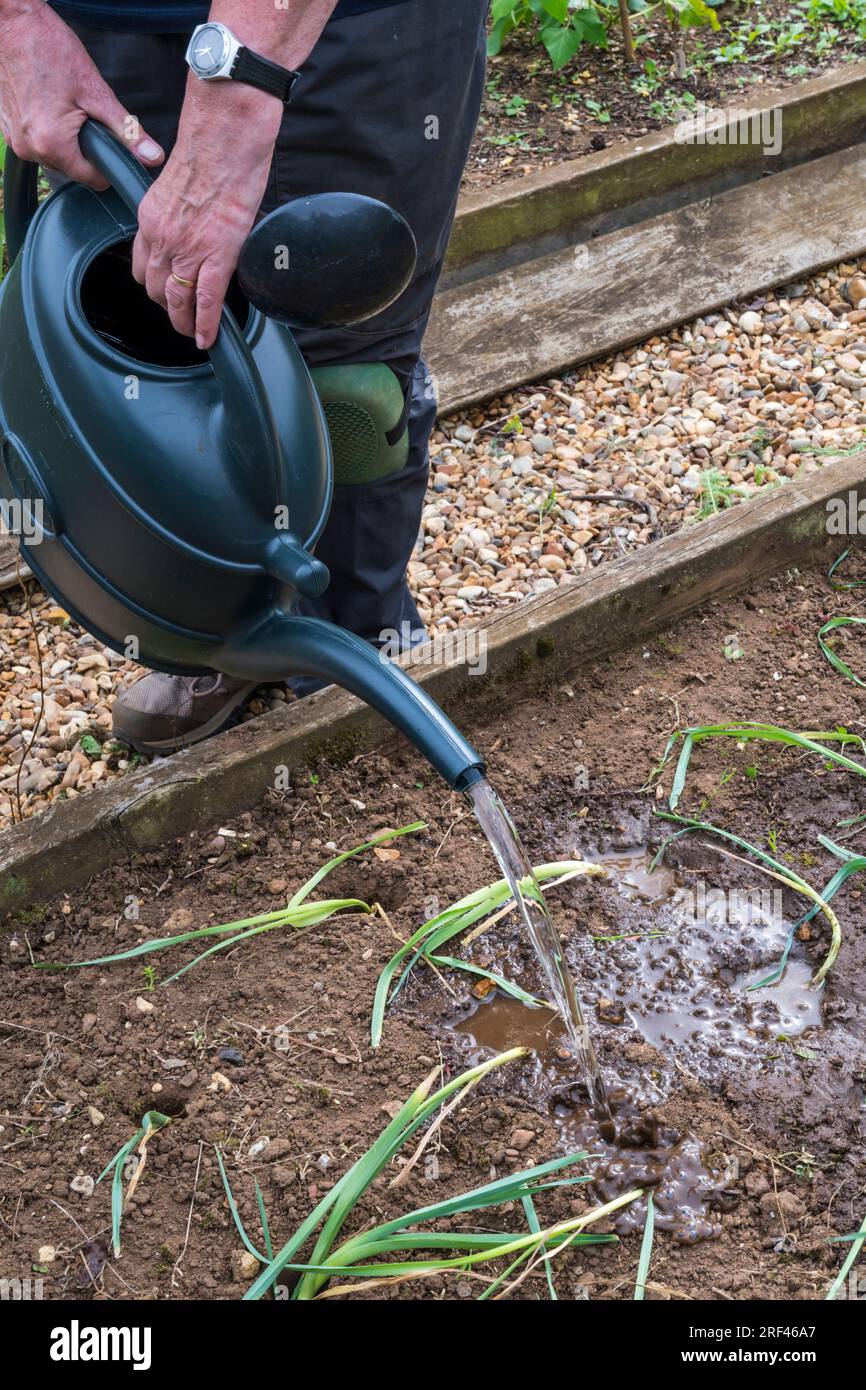Watering newly planted vegetables hi-res stock photography and images ...