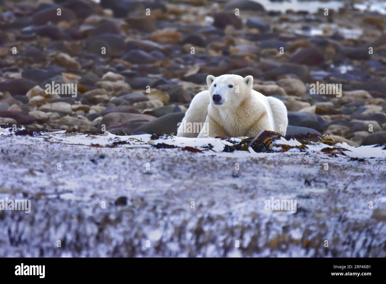 Polar bear laying down hi-res stock photography and images - Alamy